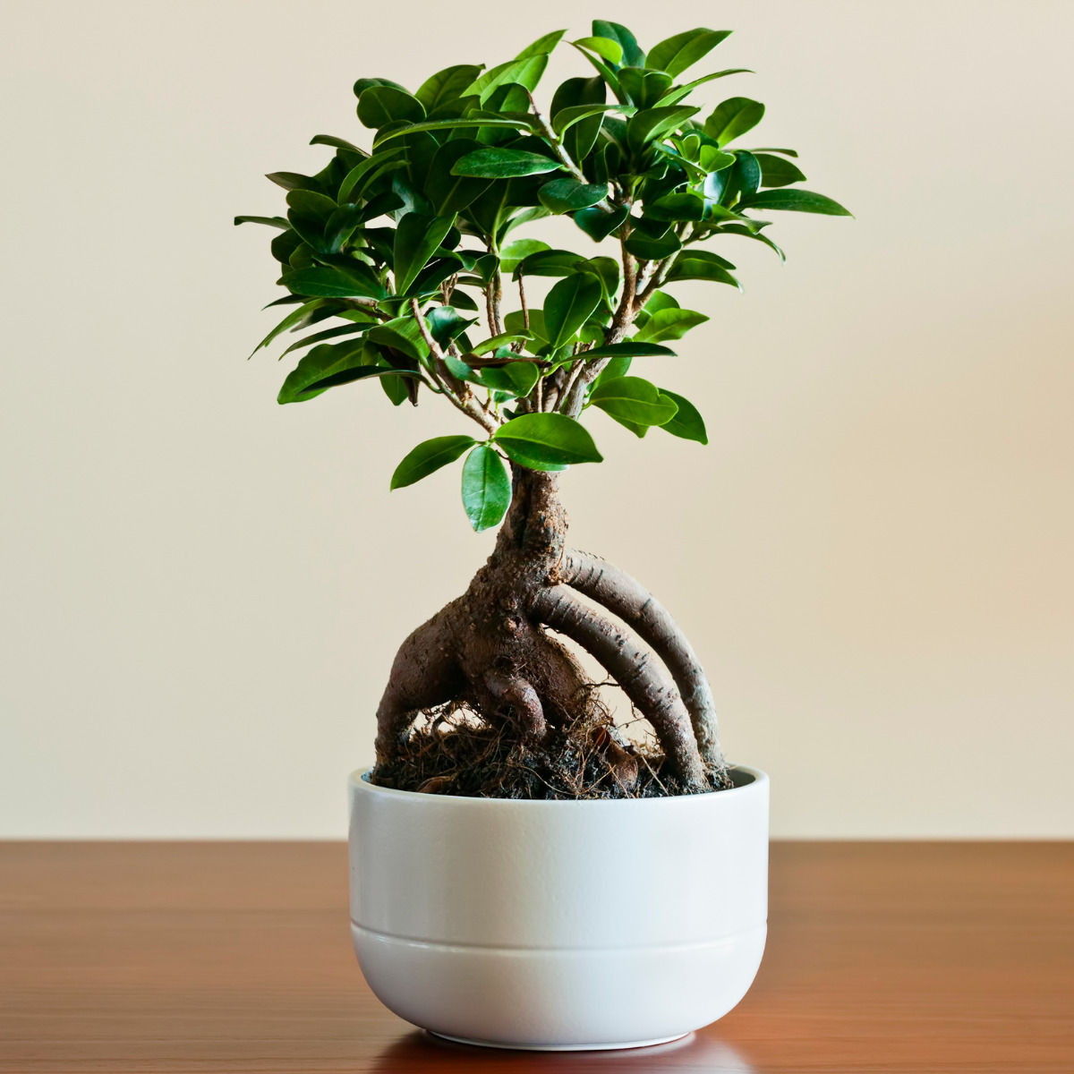 【観葉植物】ガジュマルの兄弟！？フィカス・ナナの育て方、特徴、生息域、花言葉などを紹介！ - ネペ吉のブログ-観葉植物-